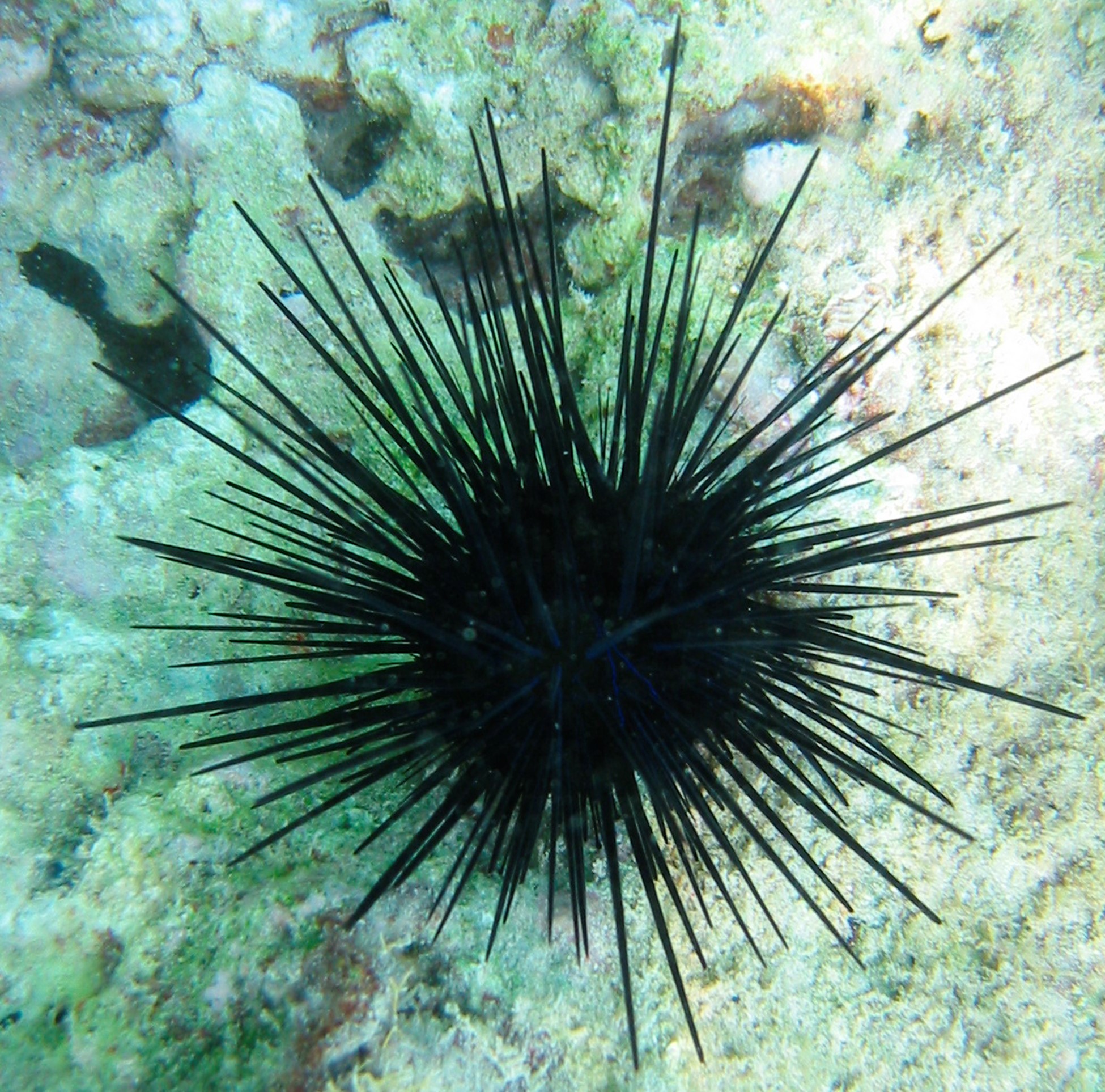 Landak Laut | Boleh Makan Ke? - Makan Lokal